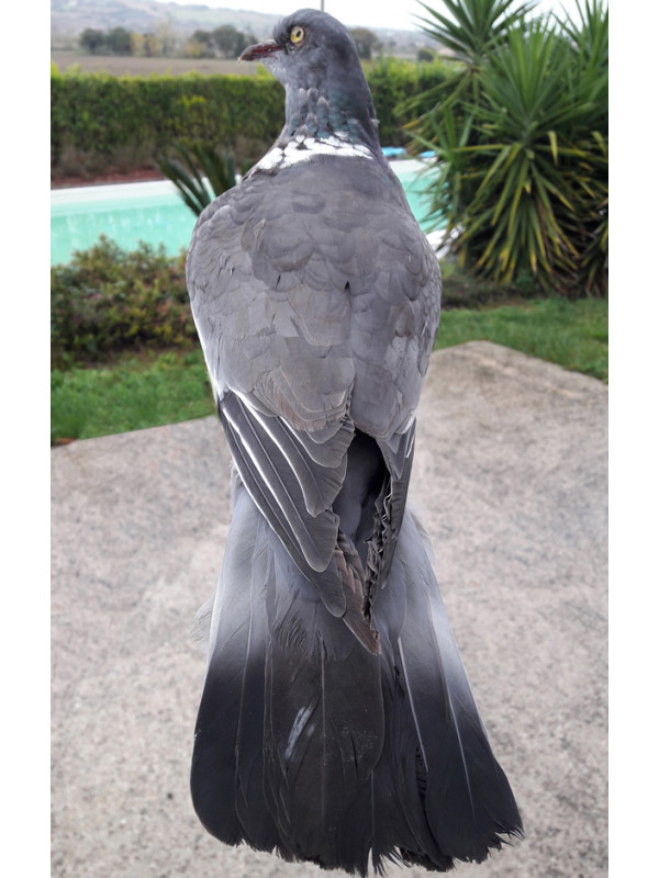 Pianeta Colombaccio: Acquista Online su Zoo Veneto